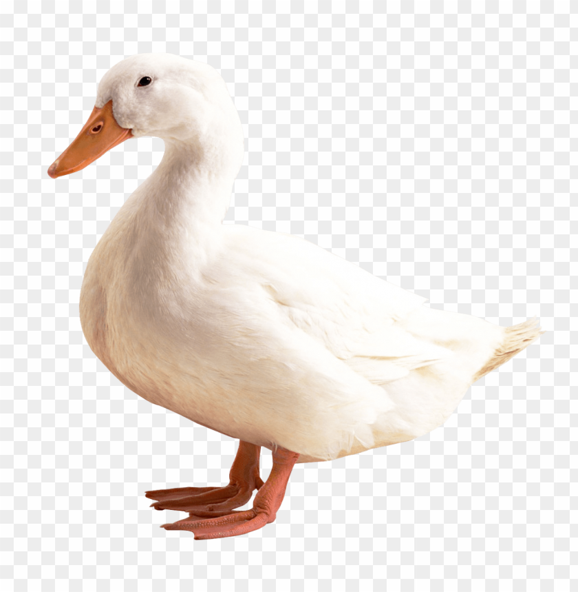 Free download | HD PNG white duck standing calmly png | TOPpng