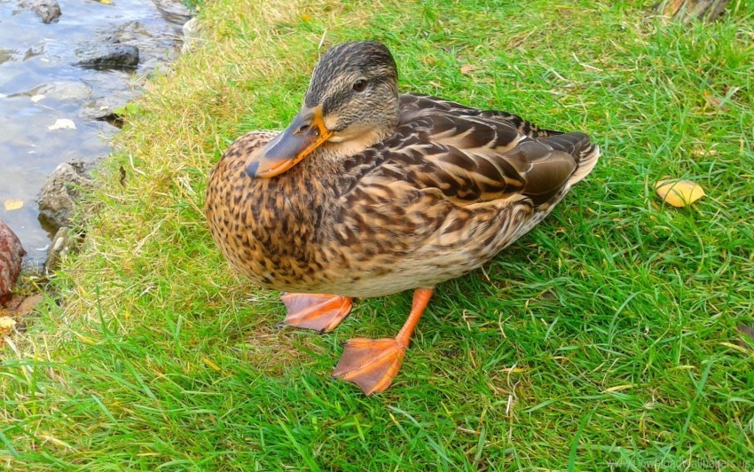 Free download | HD PNG duck grass poultry wallpaper background best ...
