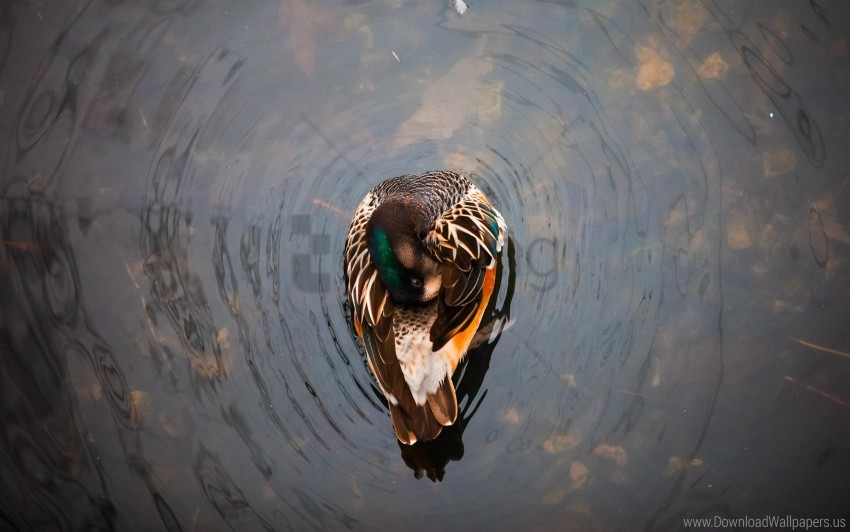 Free download | HD PNG duck lake swim water wallpaper background best ...