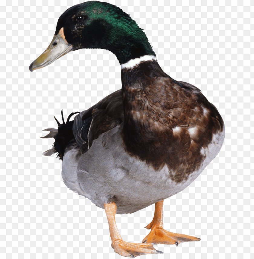 Free download | HD PNG duck walking png | TOPpng