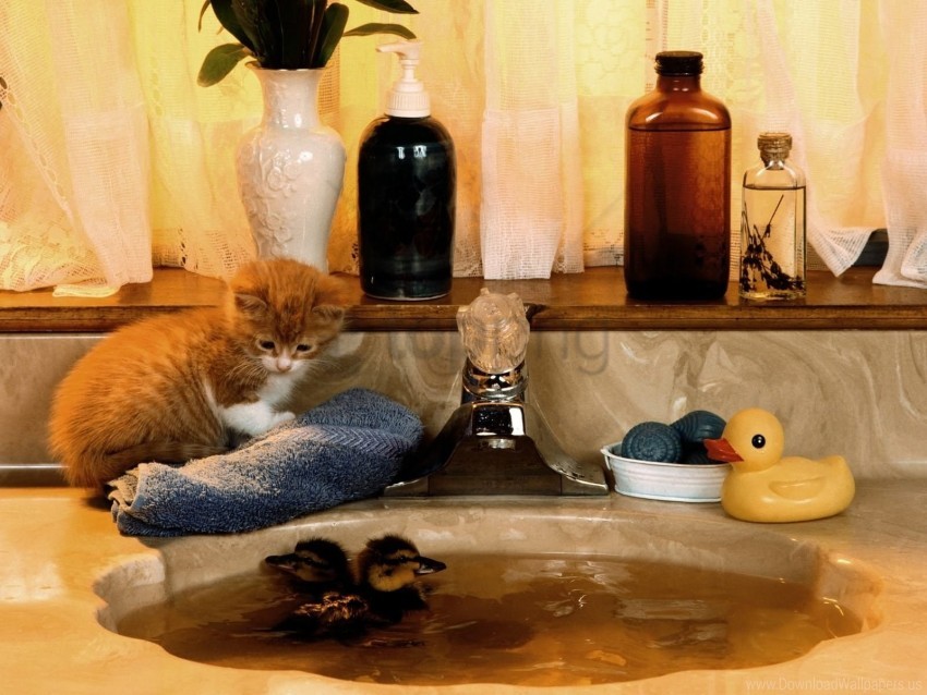 Free download | HD PNG duckling kitten sink watch wallpaper background ...