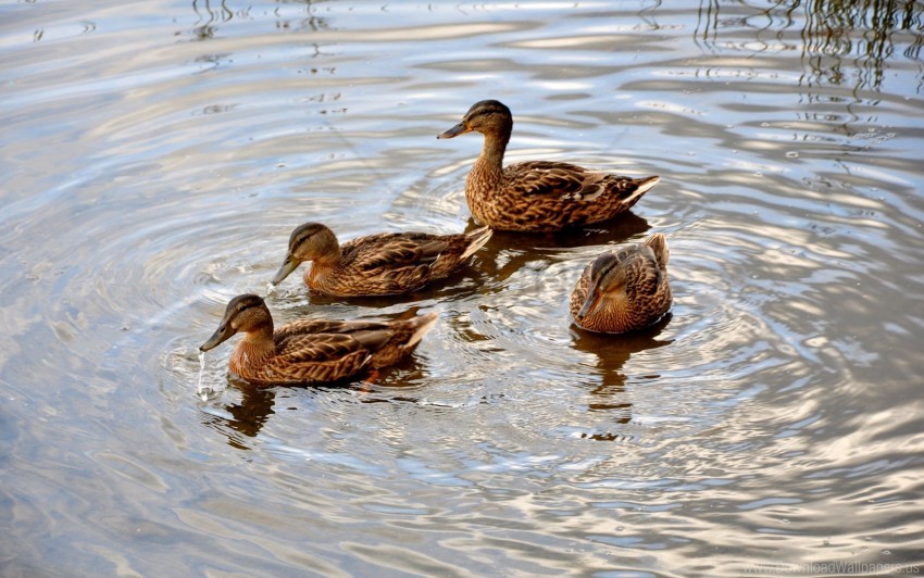 Free download | HD PNG ducks family lake swimming wallpaper background ...