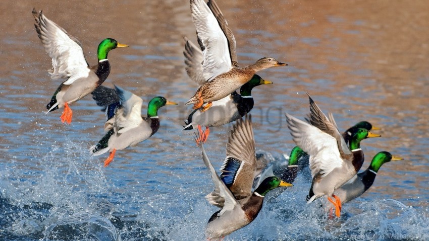Free download | HD PNG ducks flying lake river splash wallpaper ...