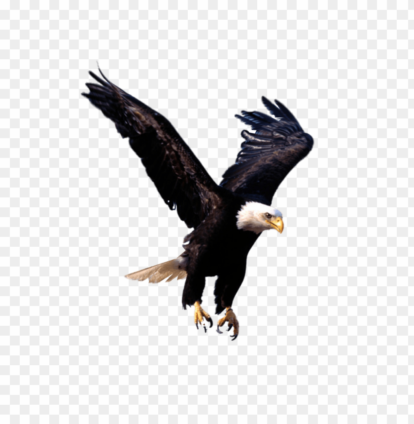 Free download | HD PNG eagle flying with sharp claws and detailed ...