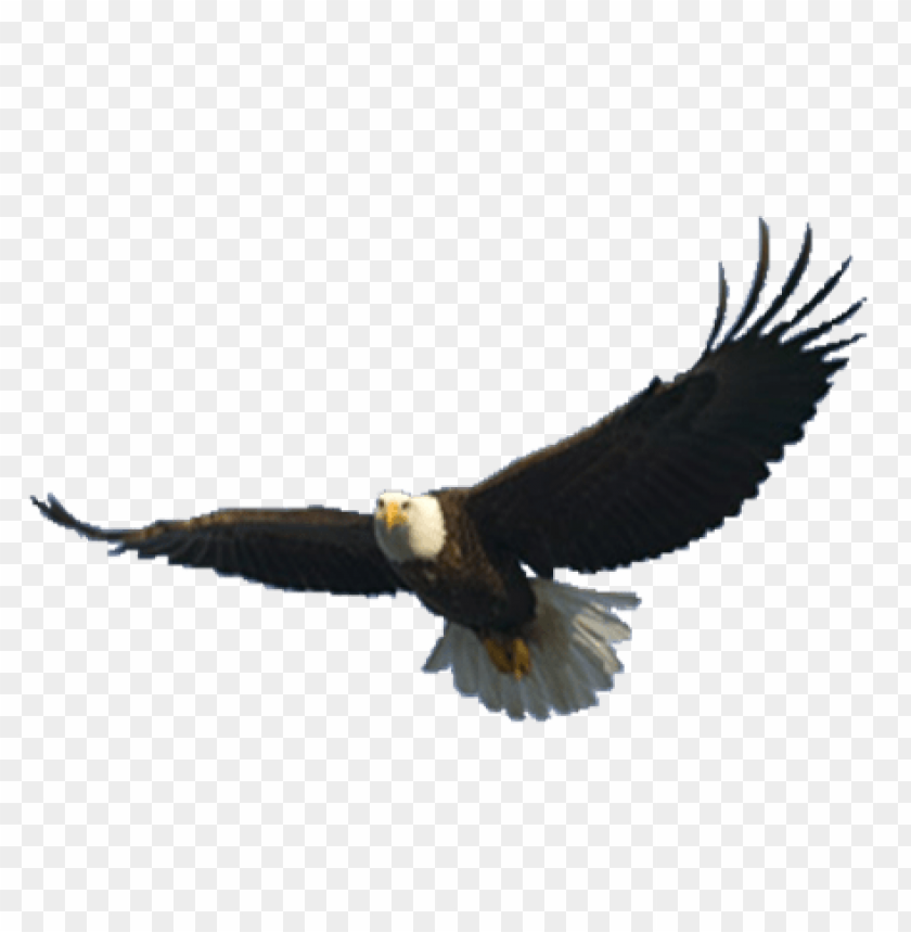 Free download | HD PNG eagle soaring with wings fully extended png | TOPpng
