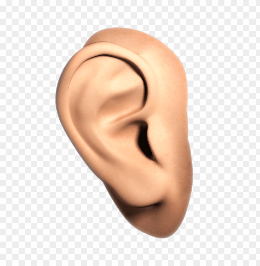 Free download | HD PNG Transparent background PNG image of ear - Image ...