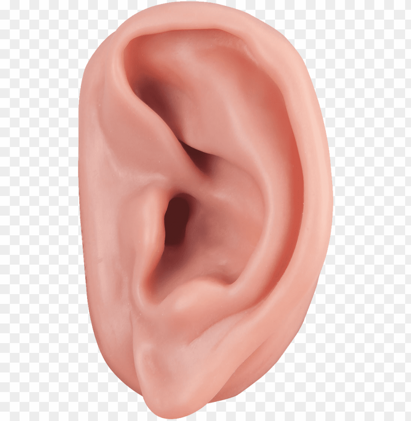Free download | HD PNG Transparent background PNG image of ear - Image ...