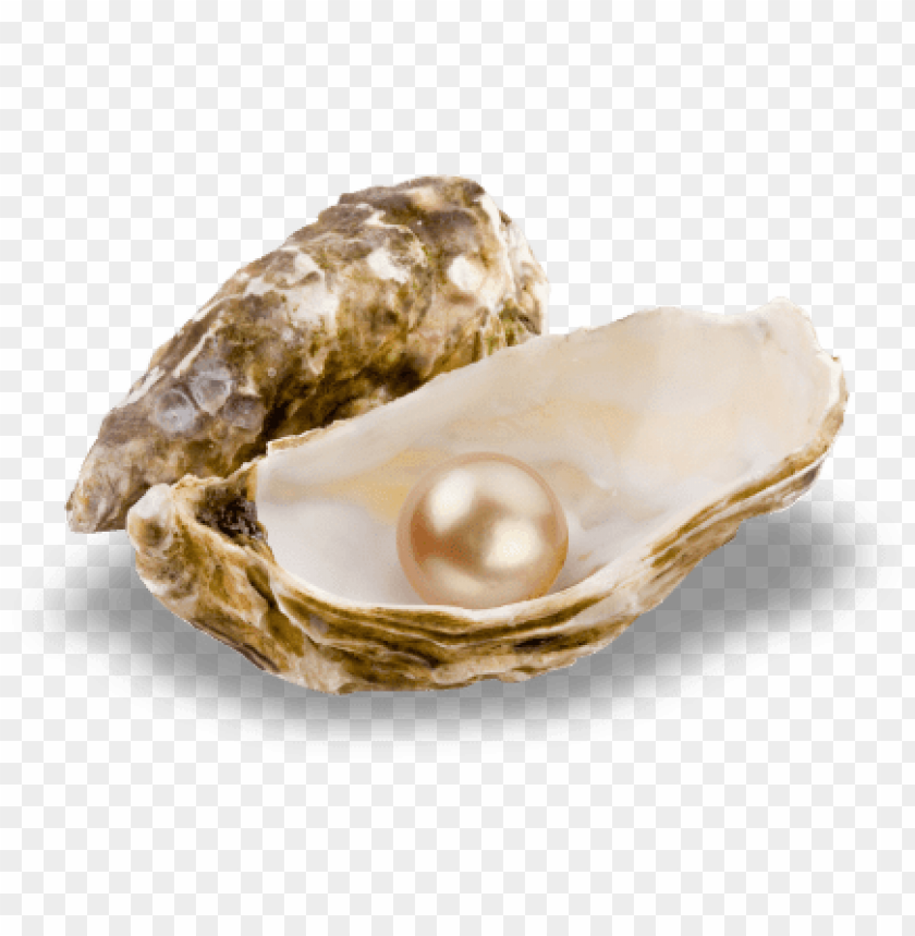 Free download | HD PNG earl stringing oyster with pearl PNG transparent ...