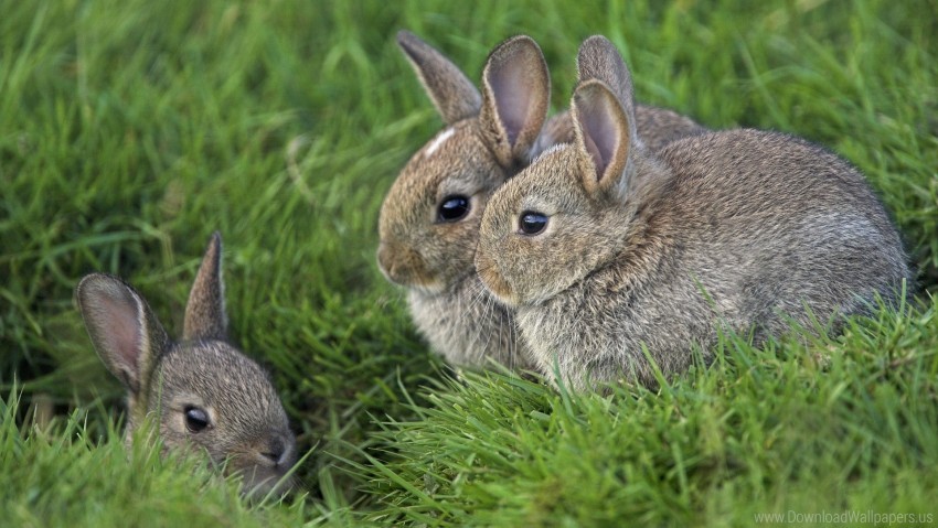 Free download | HD PNG ears eyes grass rabbits three wallpaper ...