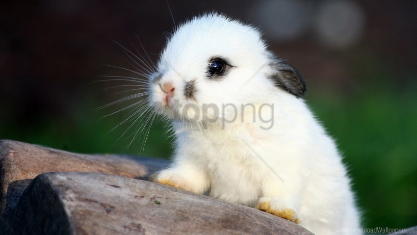 Free download | HD PNG ears face fear rabbit spotted wallpaper ...