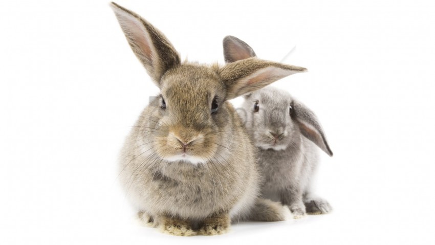 Free download | HD PNG ears furry animal gray rabbit wallpaper ...
