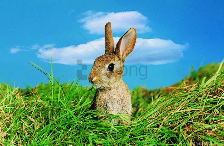 Free download | HD PNG ears grass rabbit sky wallpaper background best ...