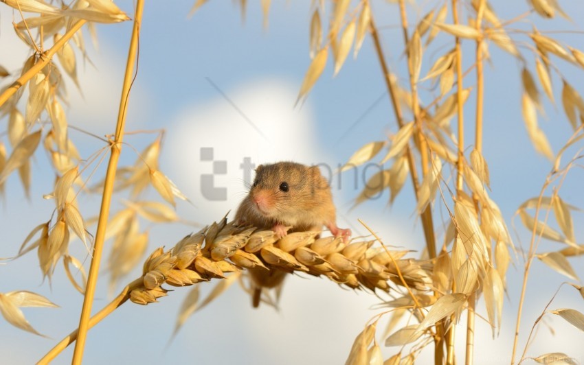 Free download | HD PNG ears of corn eurasian harvest mouse mouse ...