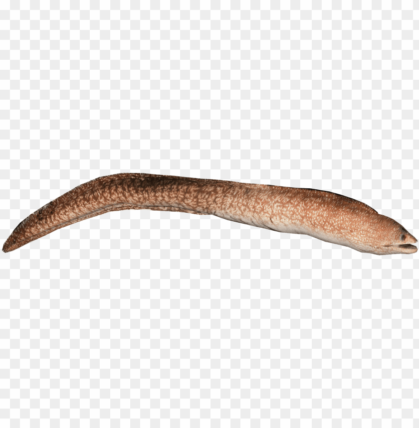 Free download | HD PNG easter island moray eel PNG transparent with ...