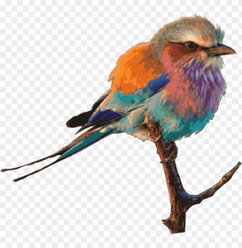 Free download | HD PNG eastern bluebird birds birding drawing ...