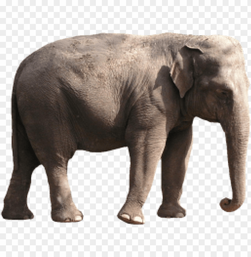 Free download | HD PNG elephant mother and calf walking side by side ...