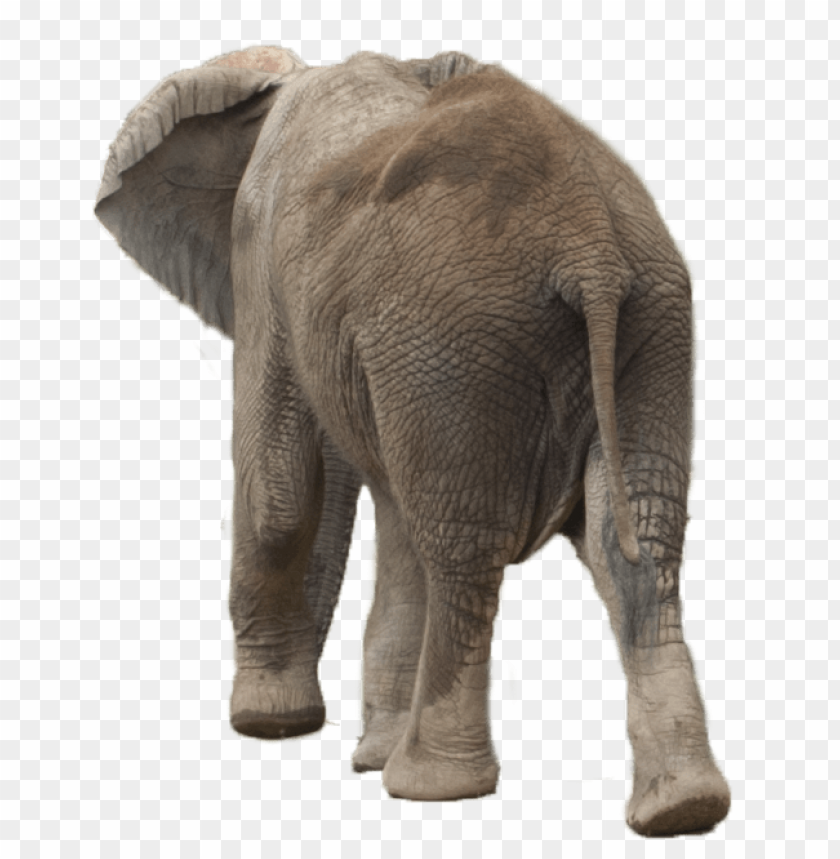 Free download | HD PNG elephant png images background - Image ID 1920 ...