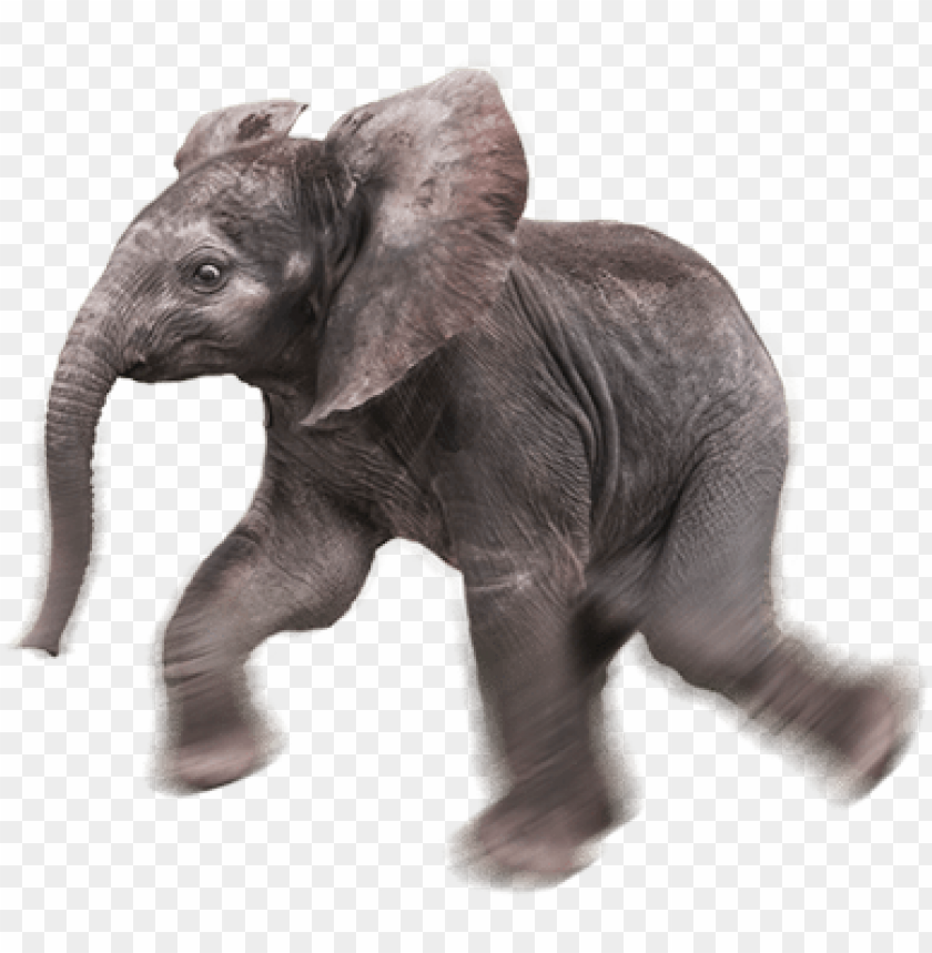 Free download | HD PNG elephant running with blurred legs png | TOPpng