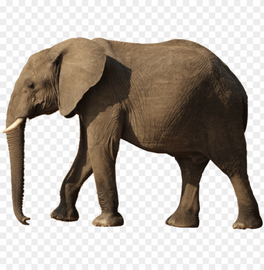 Free download | HD PNG elephant PNG transparent with Clear Background ...