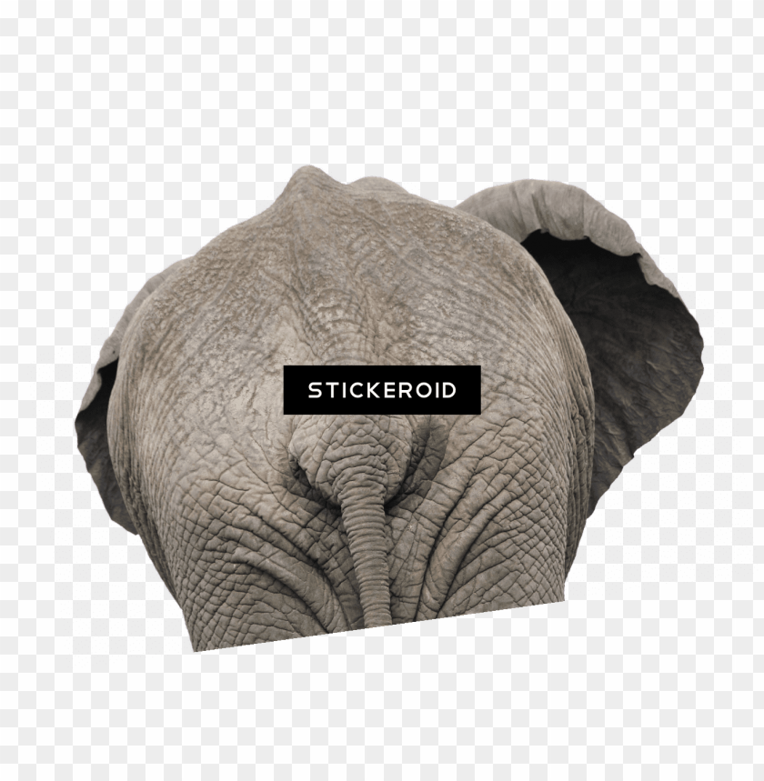 Free download | HD PNG elephant back view close up PNG transparent with ...