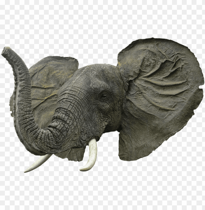 Free download | HD PNG elephant face PNG transparent with Clear ...