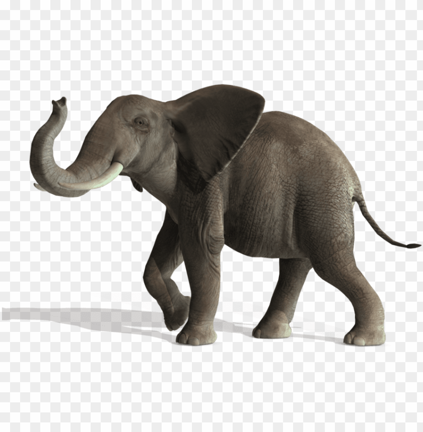 Free download | HD PNG elephant file PNG transparent with Clear ...