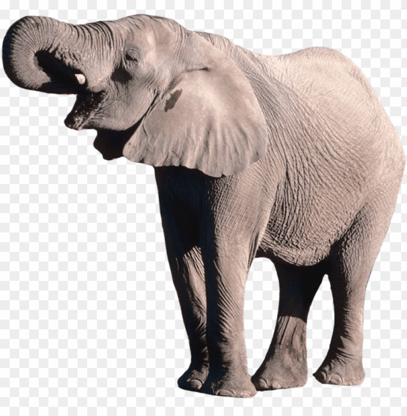 Free download | HD PNG elephant png PNG transparent with Clear ...