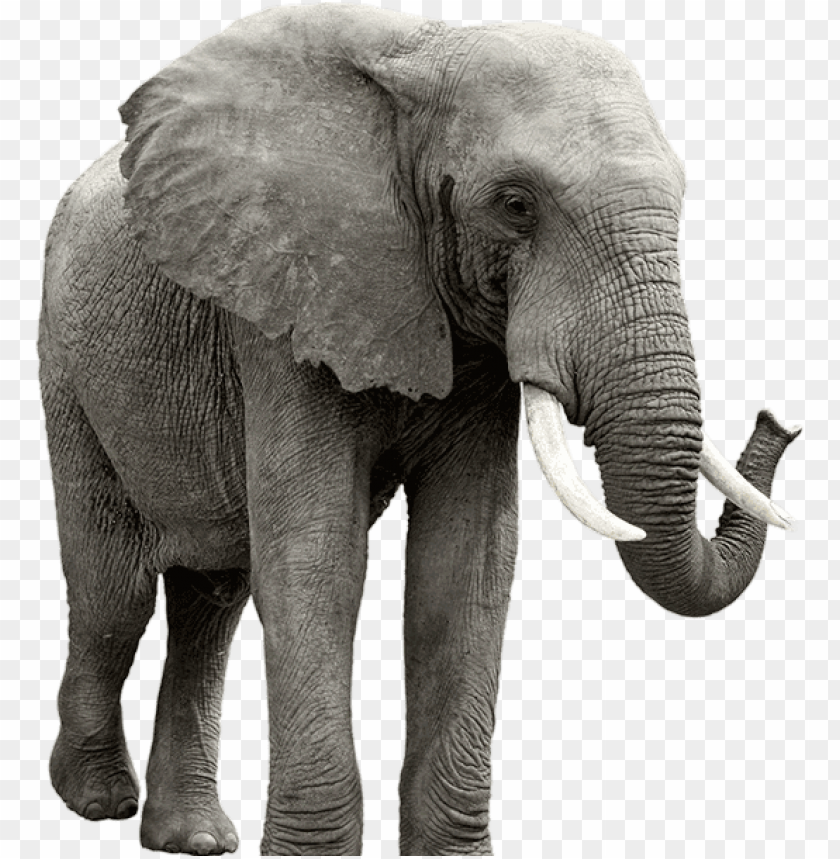 Free download | HD PNG elephant png elephant transparent PNG ...