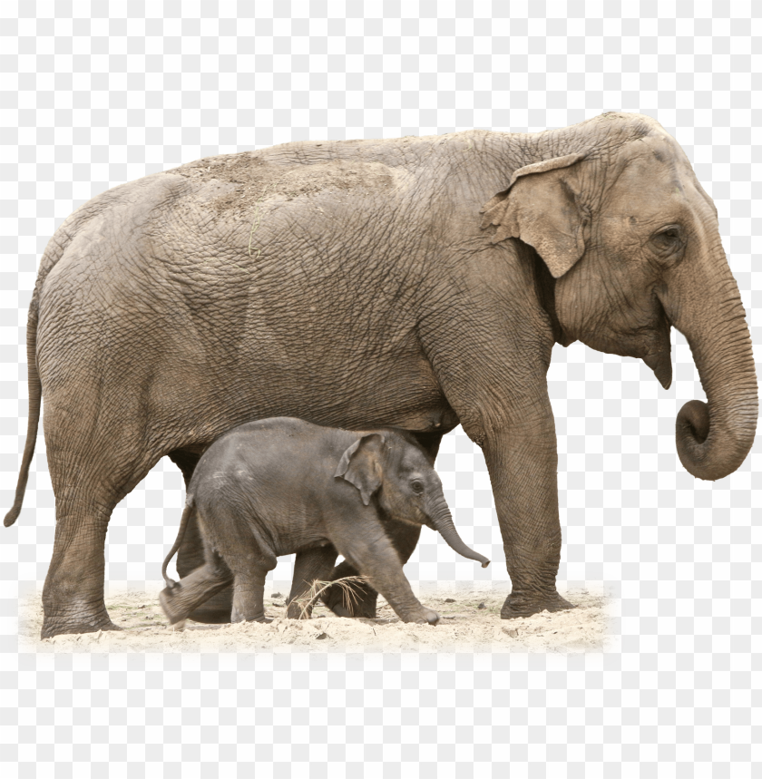 Free download | HD PNG elephant transparent PNG transparent with Clear ...