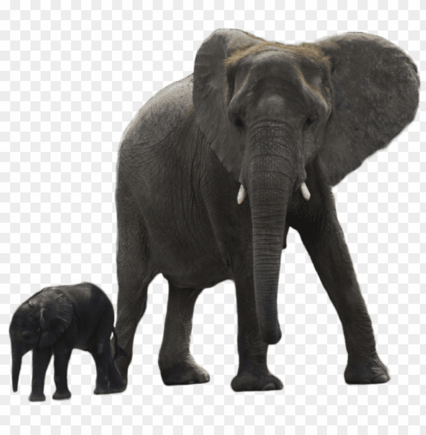 Free download | HD PNG elephant transparent PNG transparent with Clear ...