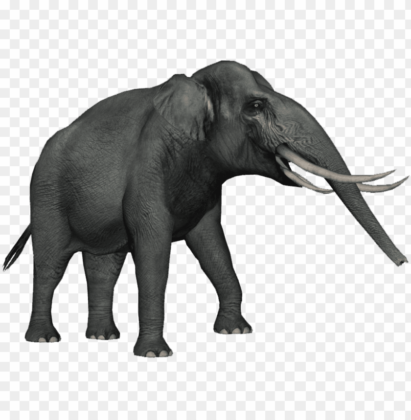 Free download | HD PNG elephas hysudrindicus PNG transparent with Clear ...