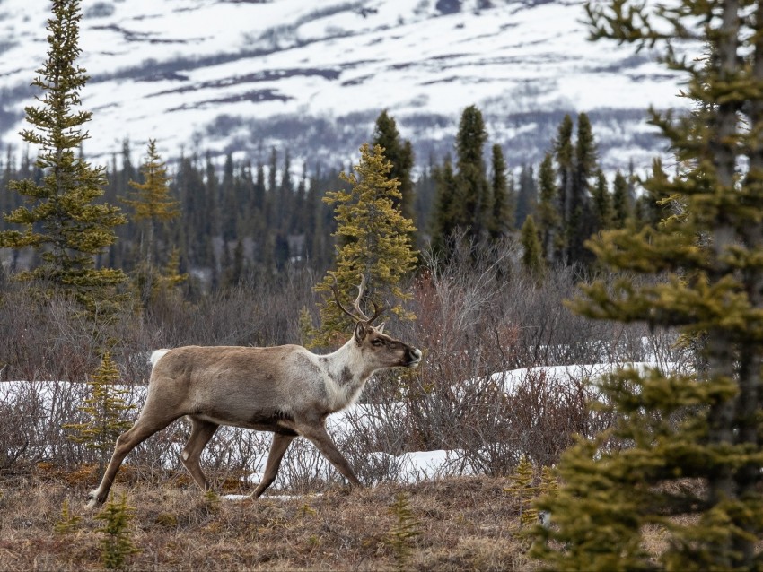 Free download | HD PNG elk forest wildlife trees bushes 4k wallpaper ...