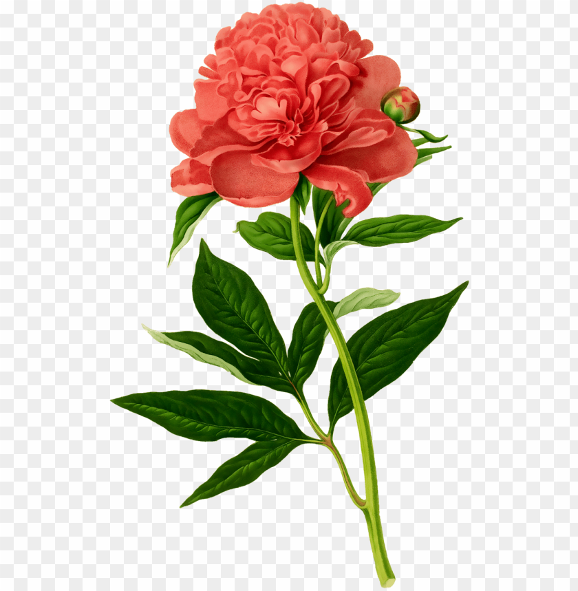 Free download | HD PNG eony vintage botanical flowers PNG transparent ...