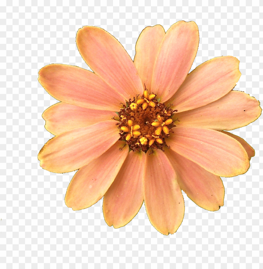 Free download | HD PNG et flower png peach color flowers PNG ...