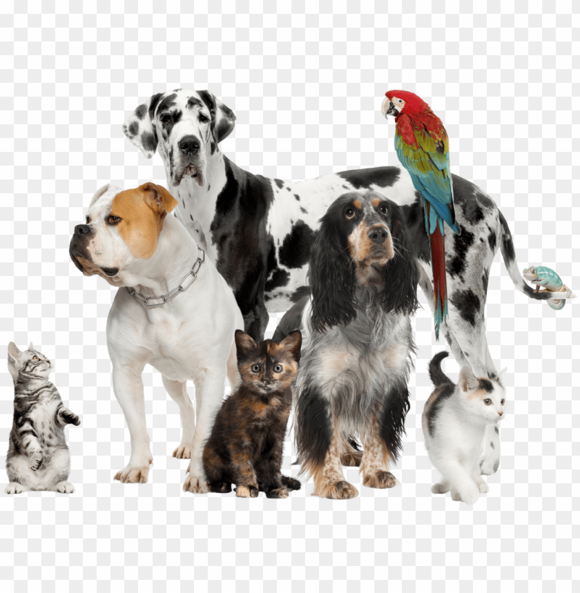 Free download | HD PNG ets pets in a grou PNG transparent with Clear ...