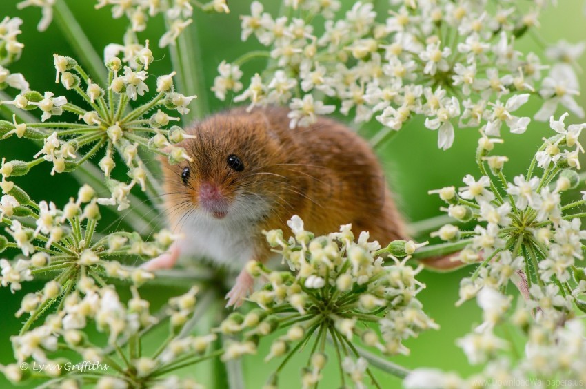 Free download | HD PNG eurasian harvest mouse grass mouse plant rodent ...
