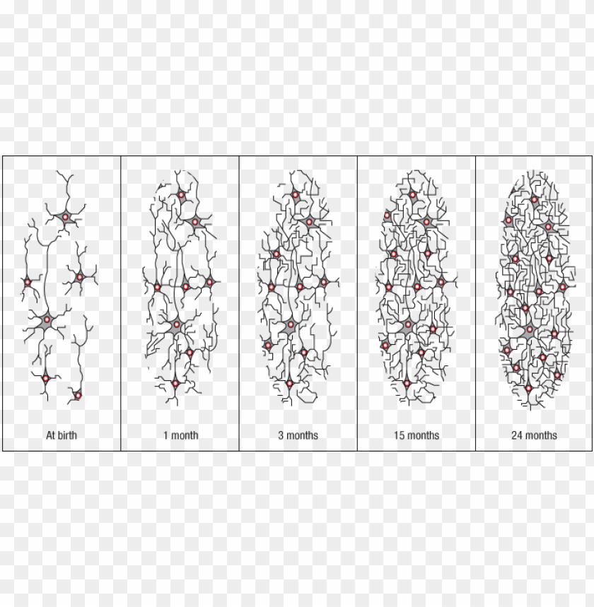 Free download | HD PNG euron networks neuron connections at birth PNG ...