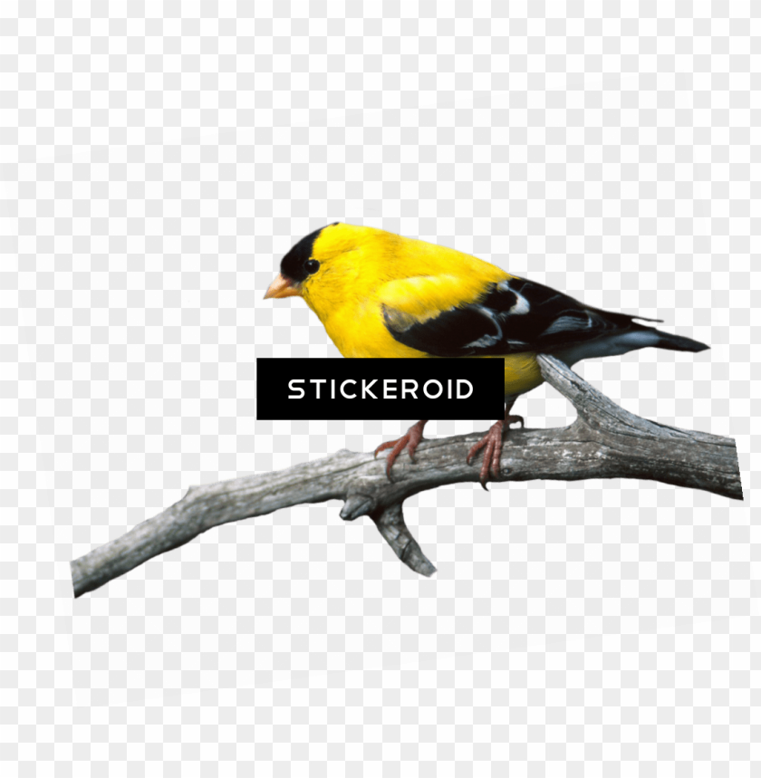 Free download | HD PNG european robin birds PNG transparent with Clear Background ID 89903 | TOPpng