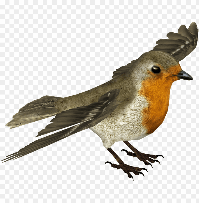 Free download | HD PNG european robin transparent background transparent background robin bird ...
