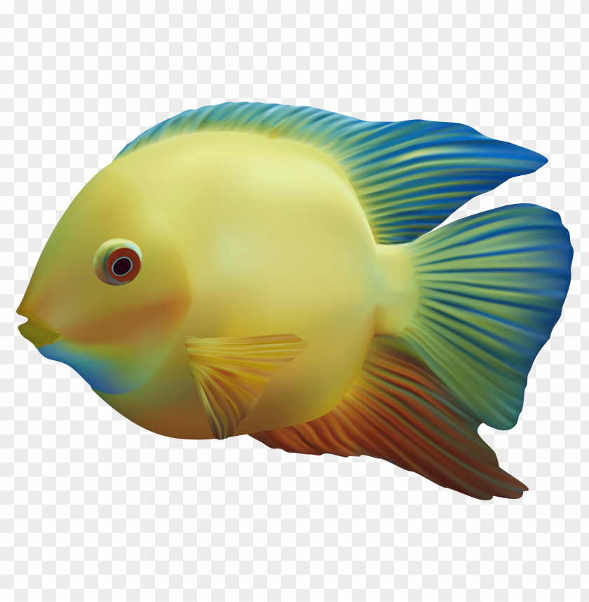 Free download | HD PNG exotic aquarium fish png clipart png photo ...