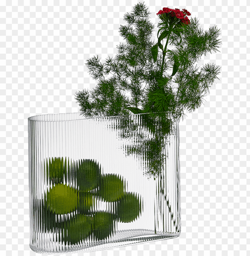 Free download | HD PNG explore georgia pine PNG transparent with Clear ...