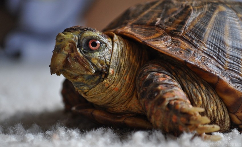 Free download | HD PNG eye head turtle wallpaper background best stock ...