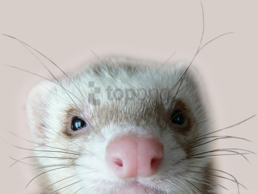 Free download | HD PNG eyes face ferret nose wallpaper background best ...