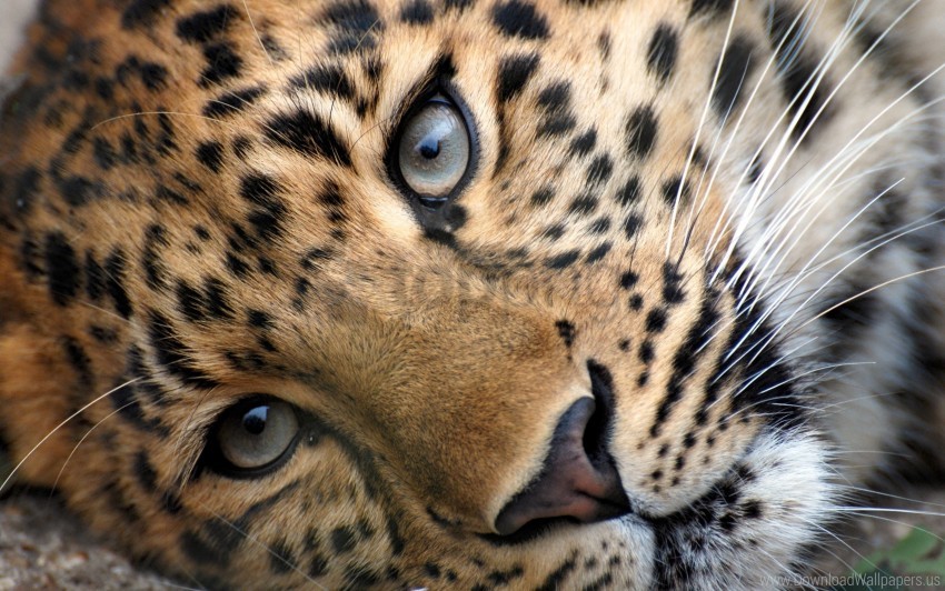 Free download | HD PNG eyes face grass leopard relax wallpaper ...