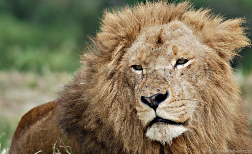 Free download | HD PNG eyes face king of beasts lion mane wallpaper ...