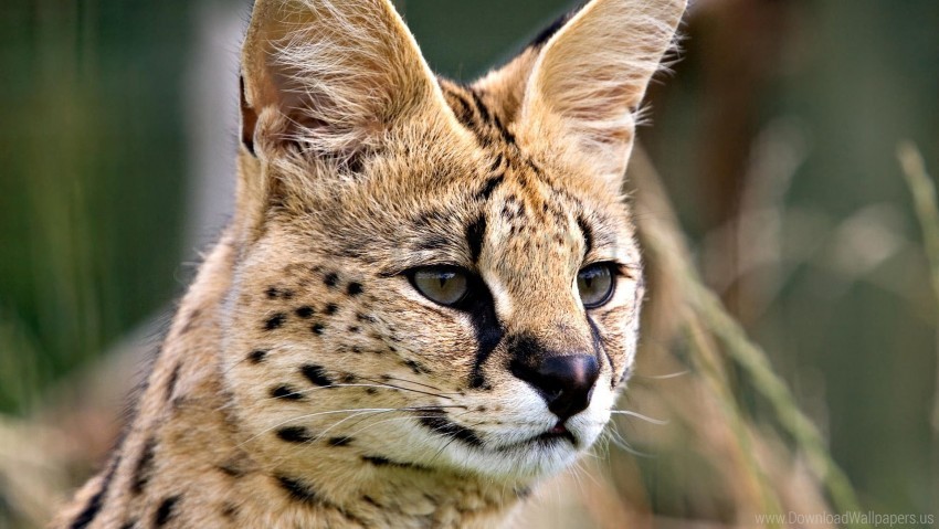 Free download | HD PNG eyes face lynx predator wallpaper background best stock photos - Image ID ...