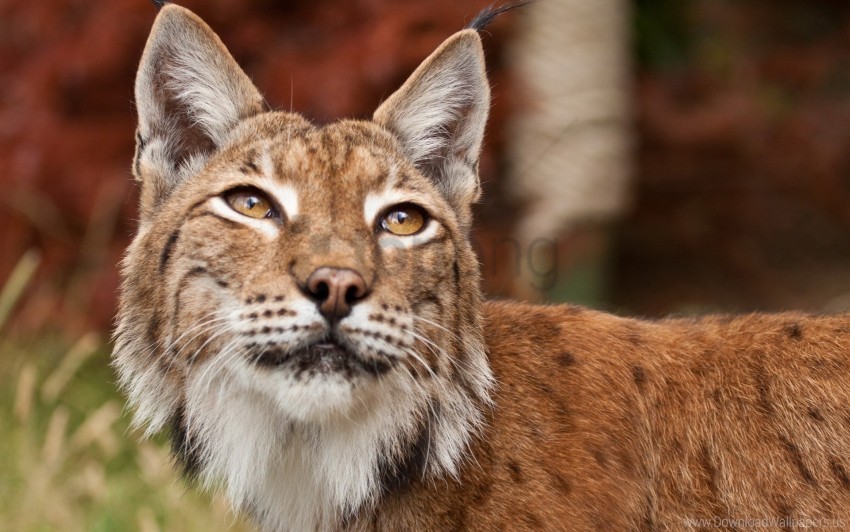 Free download | HD PNG eyes face lynx variety wallpaper background best ...