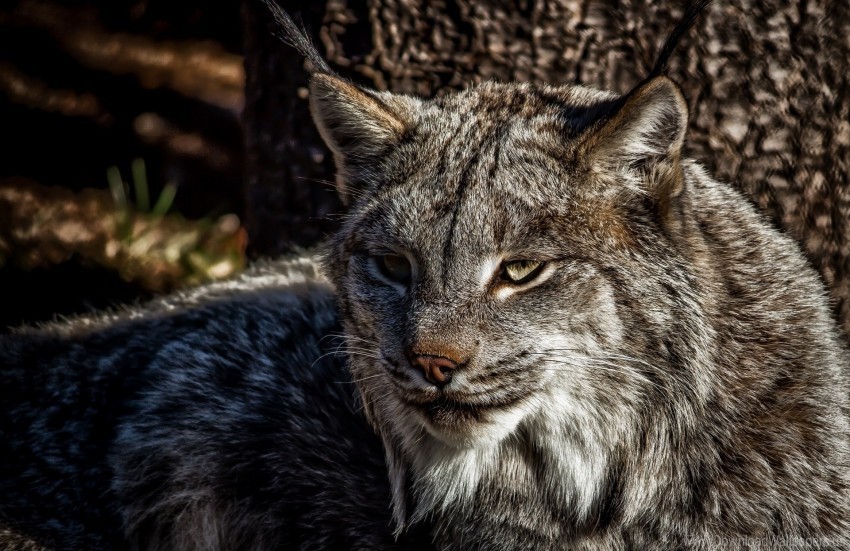 Free download | HD PNG eyes face lynx wallpaper background best stock ...
