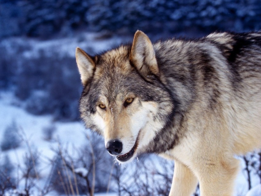 Free download | HD PNG eyes face predator wolf wallpaper background ...