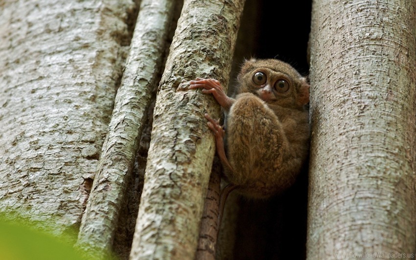 Tarsier Hd